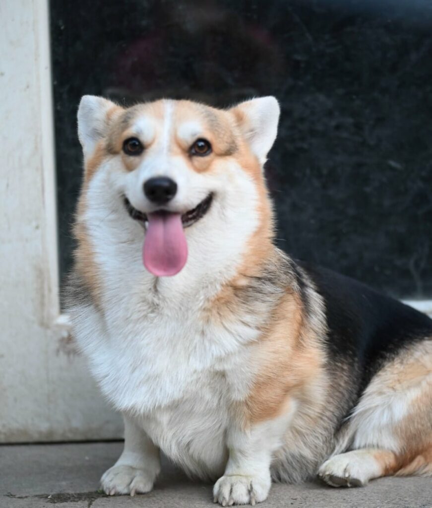 Home - I Corgi di Villa Bodo Sommariva